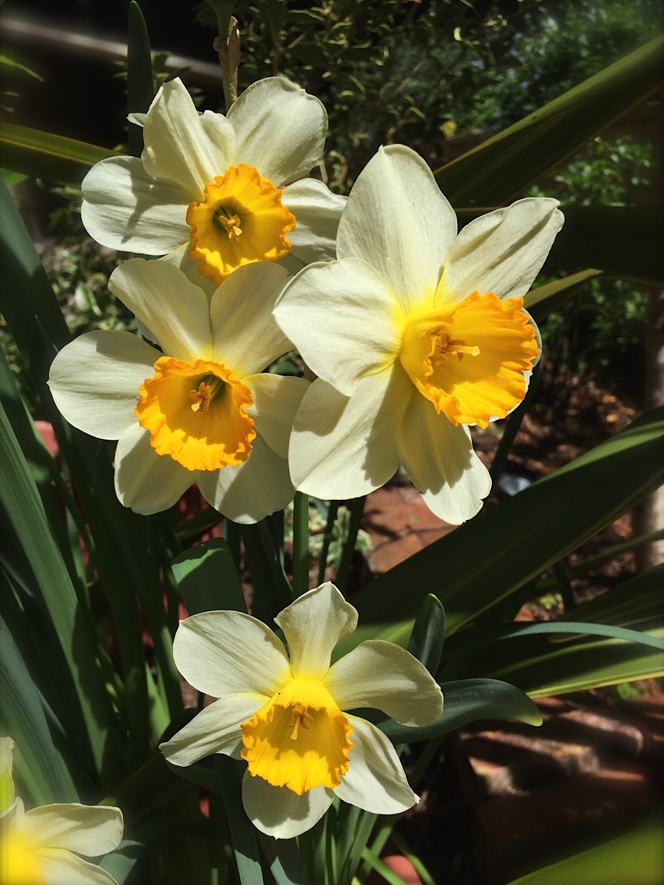 Things to do in the March Garden | Gardening Tips for the Santa Cruz ...