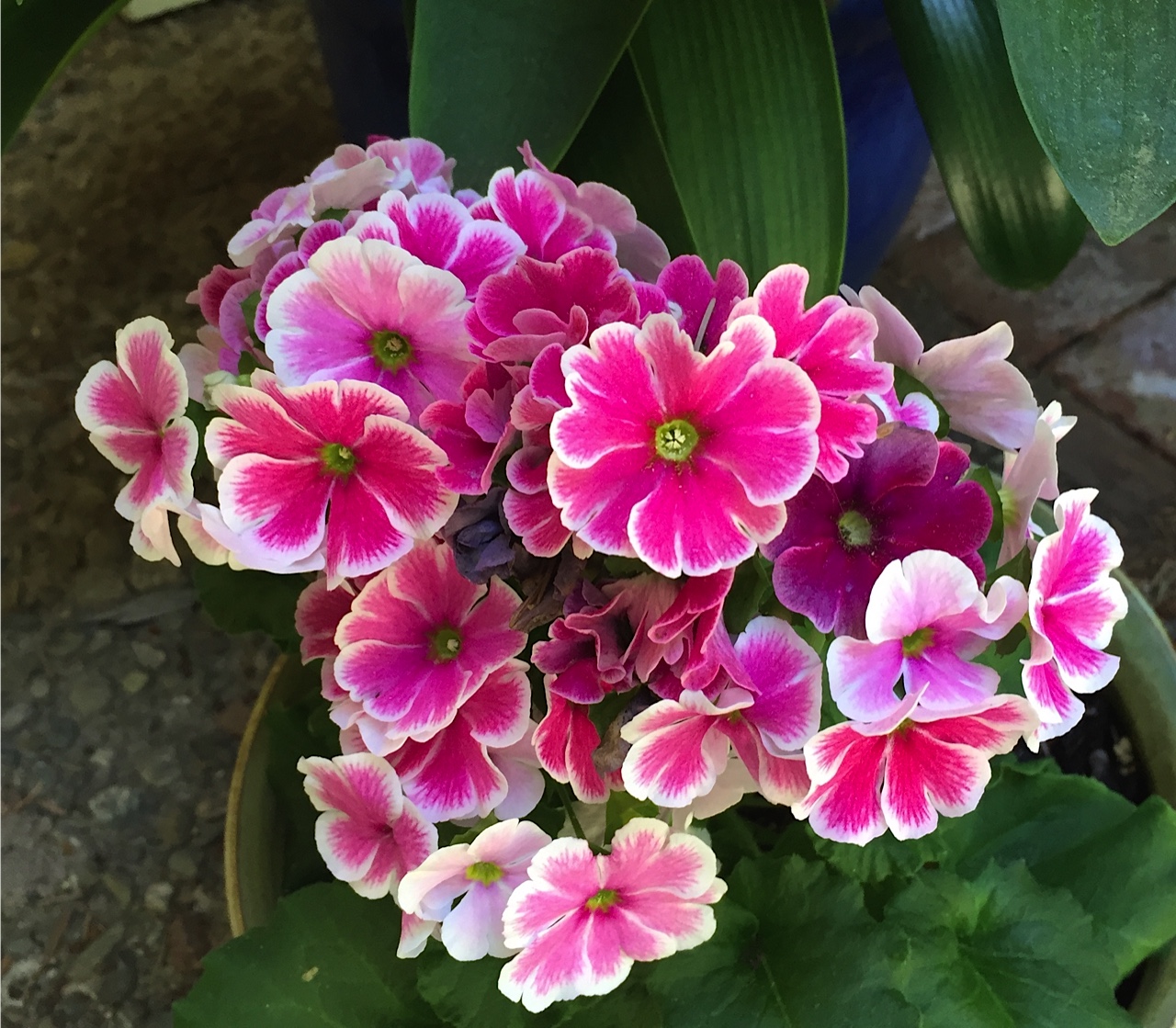 Things to do in the March Garden | Gardening Tips for the Santa Cruz ...