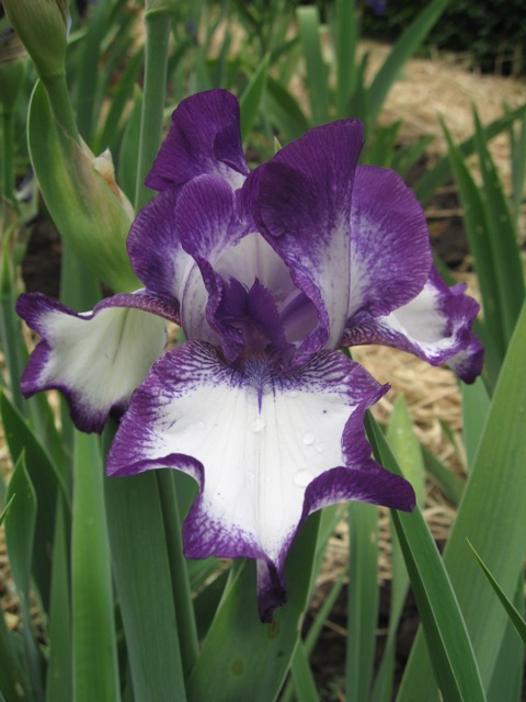 gopher resistant plants | Gardening Tips for the Santa Cruz Mountains