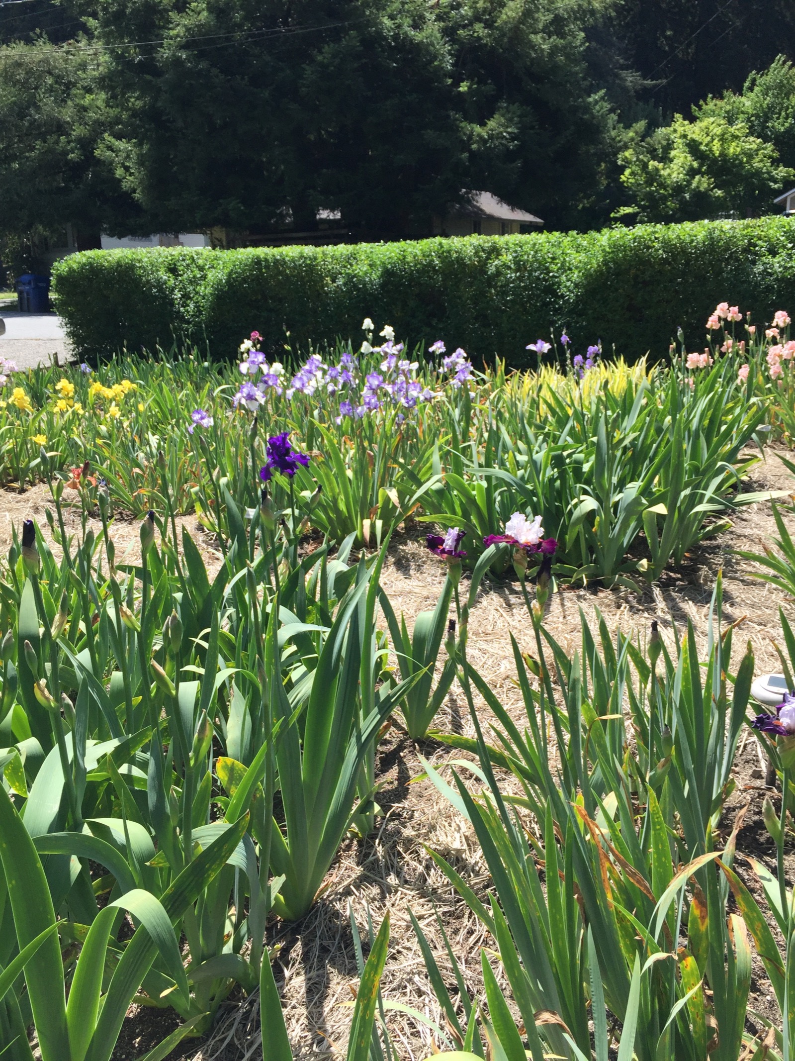 A Visit to the Brook Lomond Iris Farm | Gardening Tips for the Santa ...
