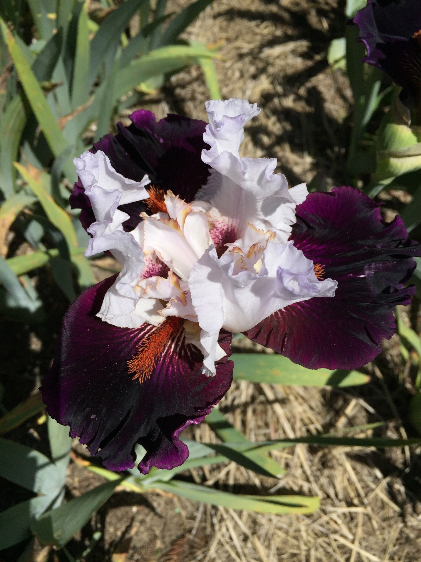 A Visit to the Brook Lomond Iris Farm | Gardening Tips for the Santa ...