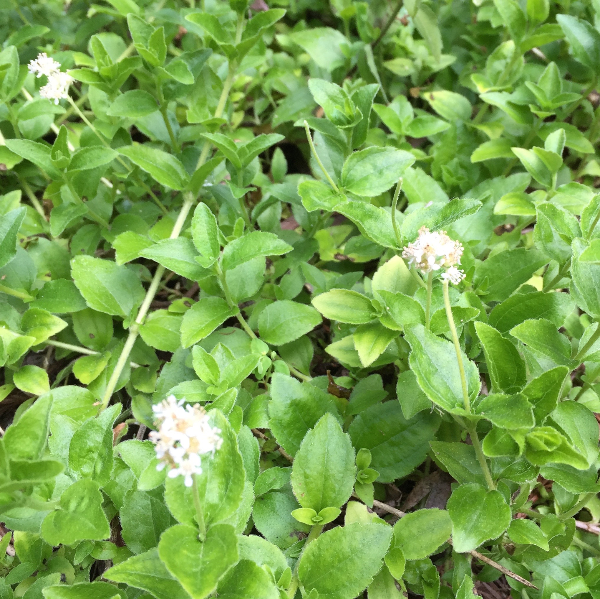 Kurapia – The Perfect Groundcover | Gardening Tips for the Santa Cruz ...