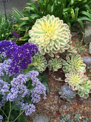 succulents | Gardening Tips for the Santa Cruz Mountains