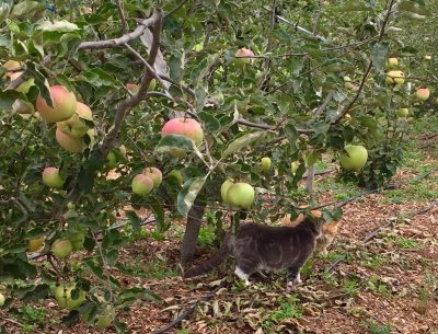 fruit trees | Gardening Tips for the Santa Cruz Mountains