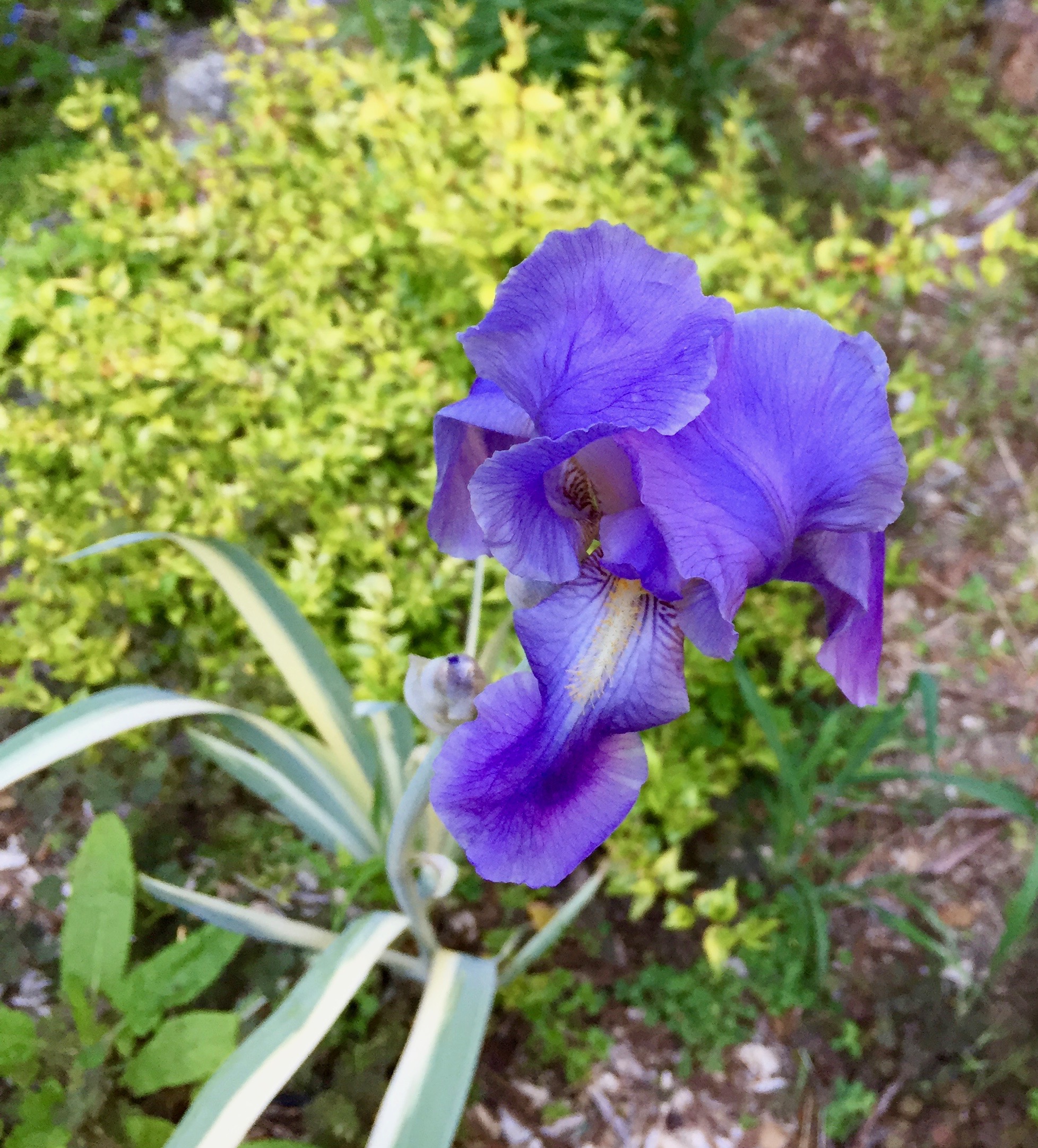 gopher resistant plants | Gardening Tips for the Santa Cruz Mountains