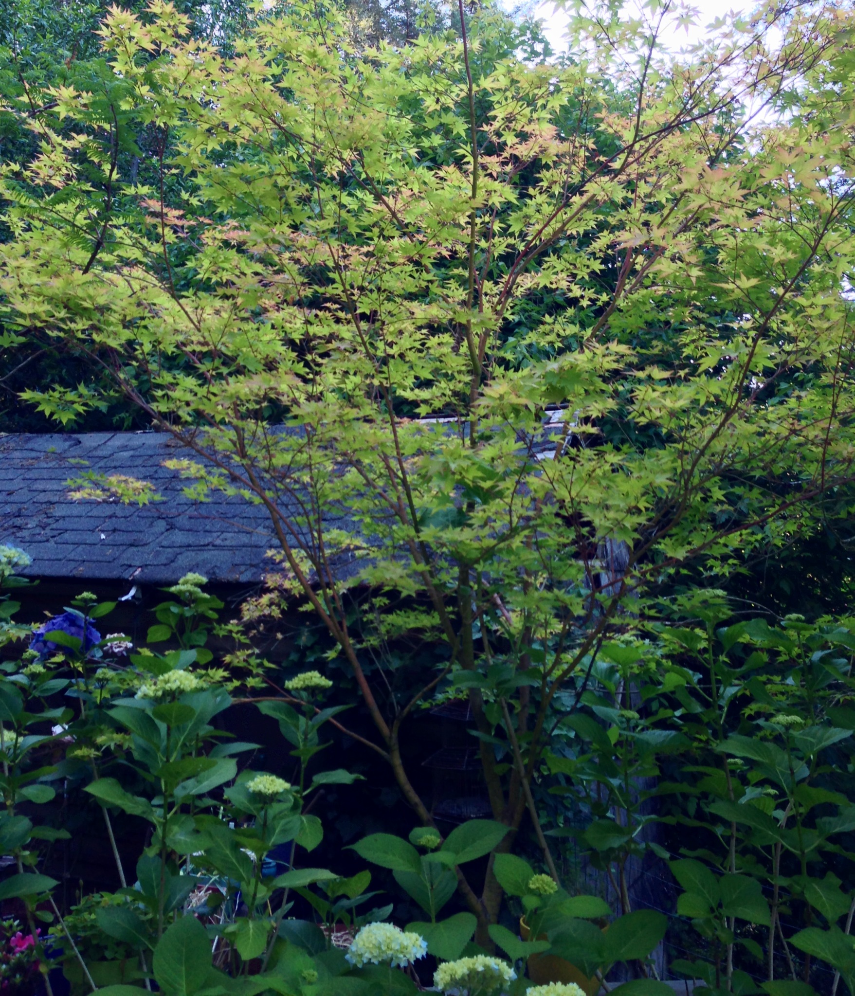 fruit trees | Gardening Tips for the Santa Cruz Mountains