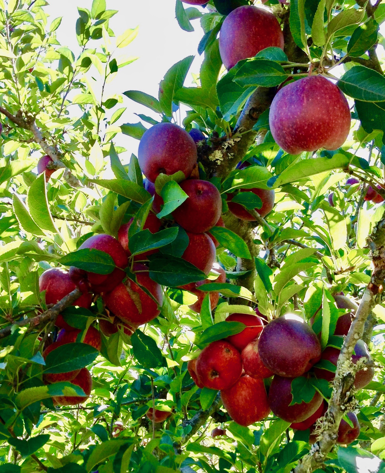fruit trees | Gardening Tips for the Santa Cruz Mountains