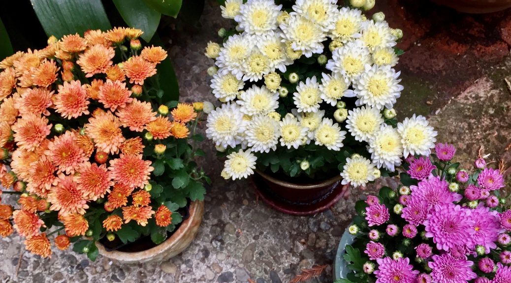 All About Mums | Gardening Tips for the Santa Cruz Mountains
