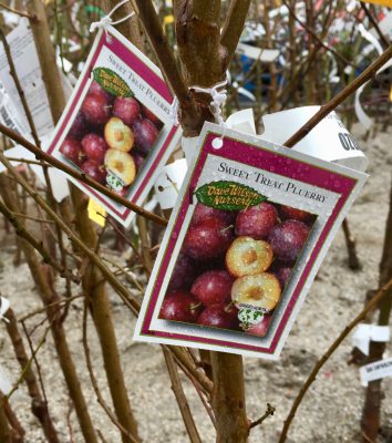 fruit trees | Gardening Tips for the Santa Cruz Mountains