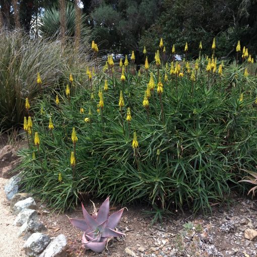 succulents | Gardening Tips for the Santa Cruz Mountains