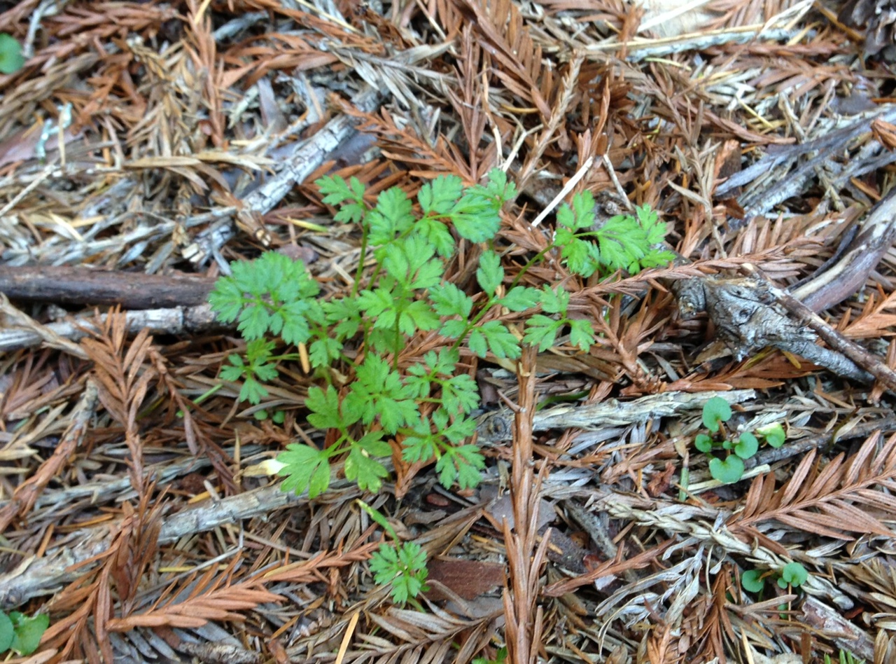 Gardening in Grosbeak Time | Gardening Tips for the Santa Cruz Mountains