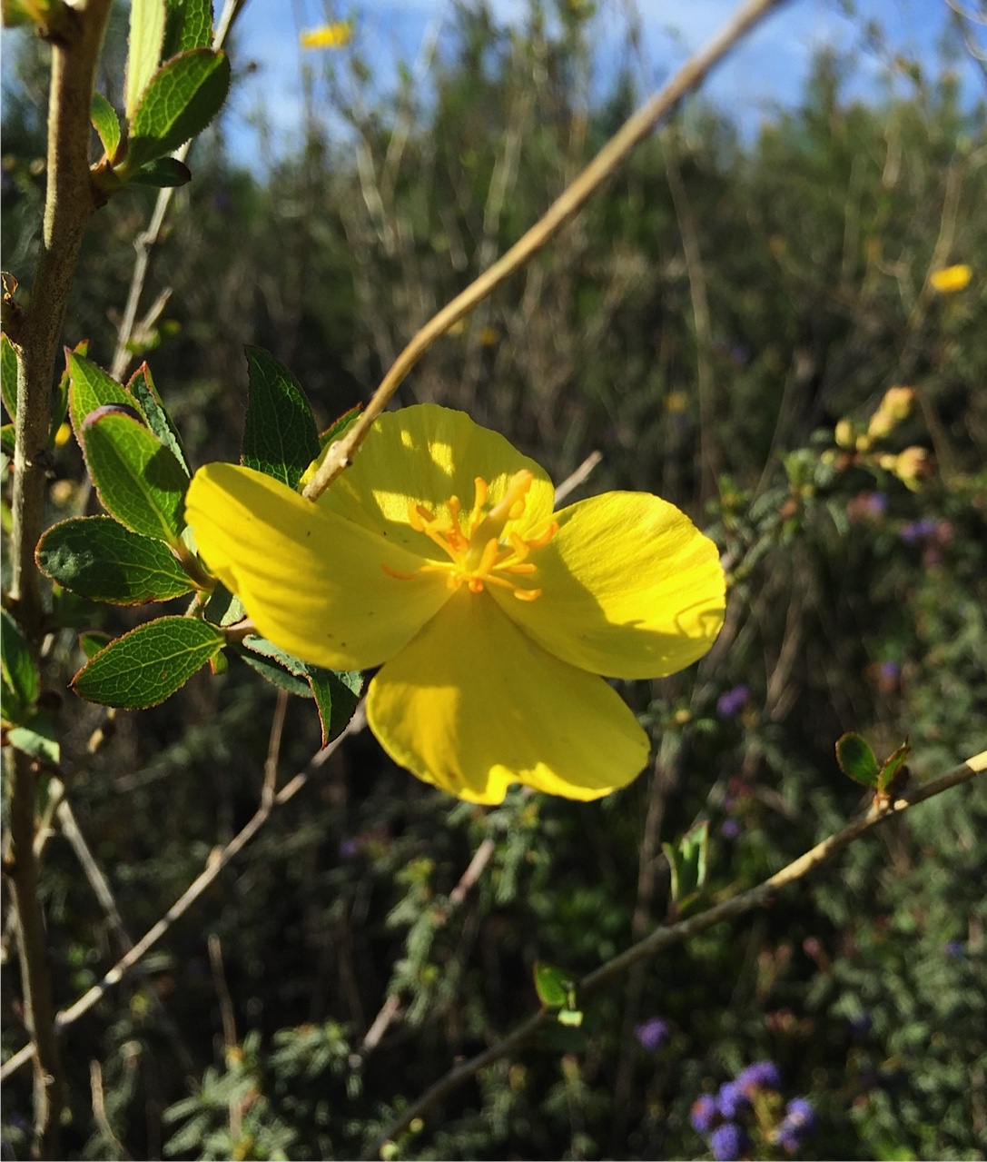 Groundcover on Slopes | Gardening Tips for the Santa Cruz Mountains