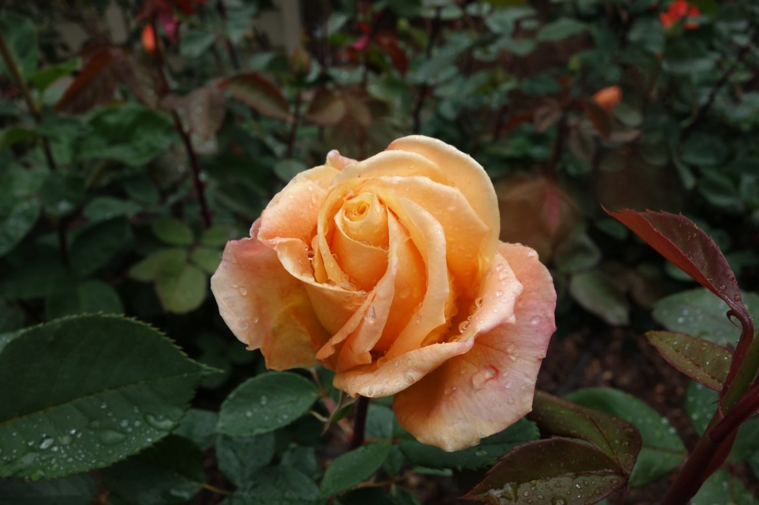 roses | Gardening Tips for the Santa Cruz Mountains