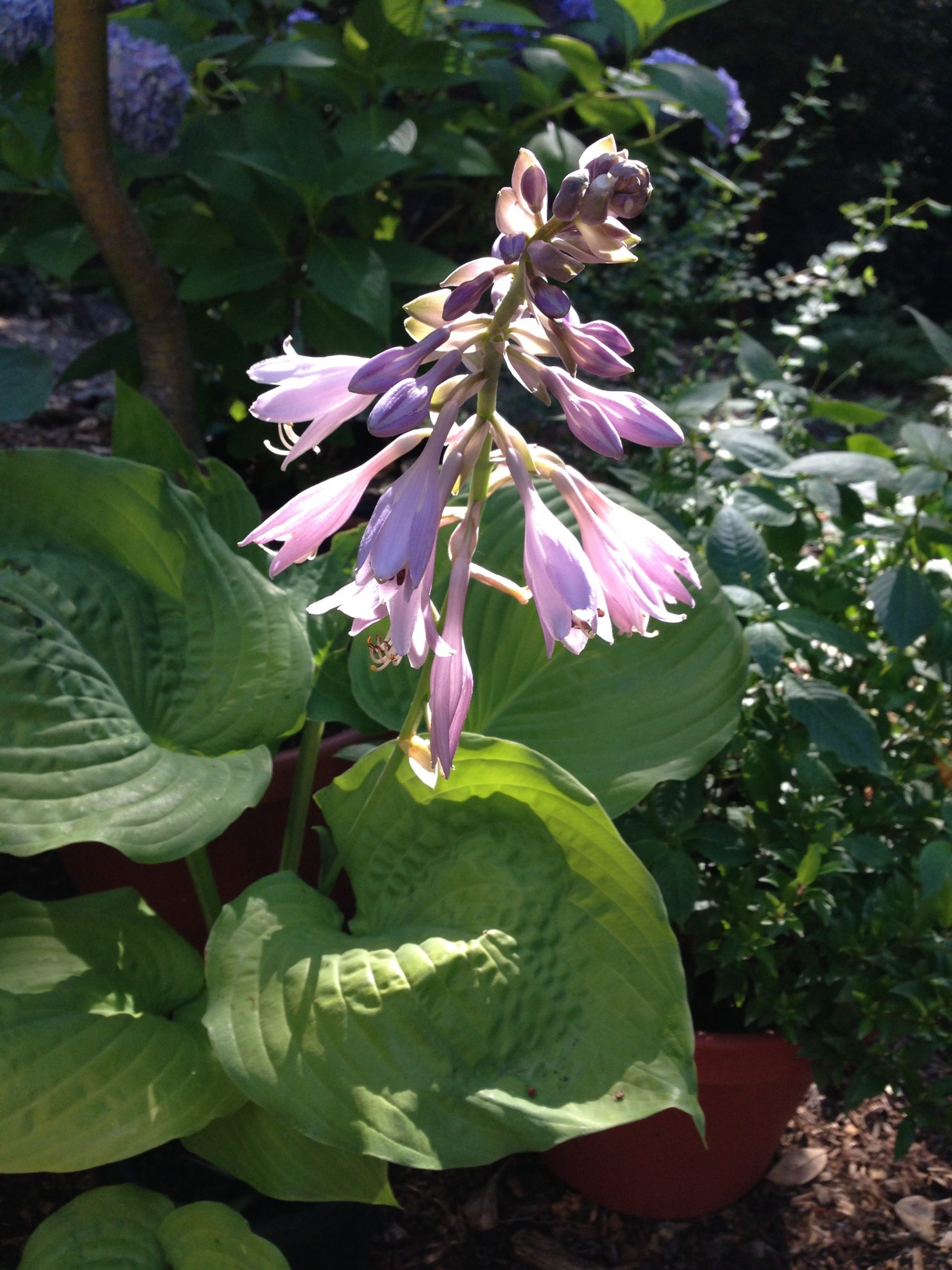 Fun Facts from the Garden | Gardening Tips for the Santa Cruz Mountains