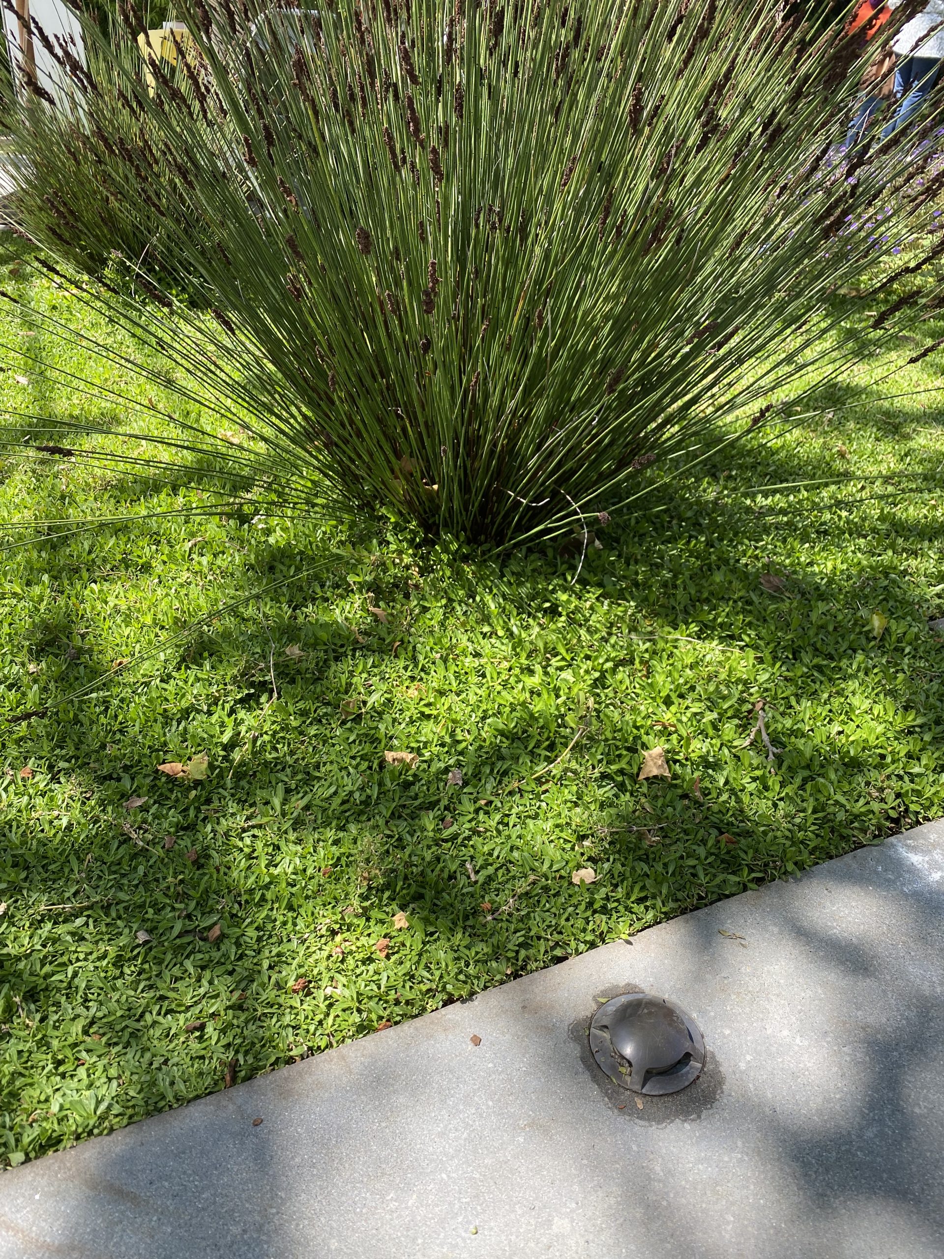 Kurapia Groundcover Saves Water | Gardening Tips for the Santa Cruz ...