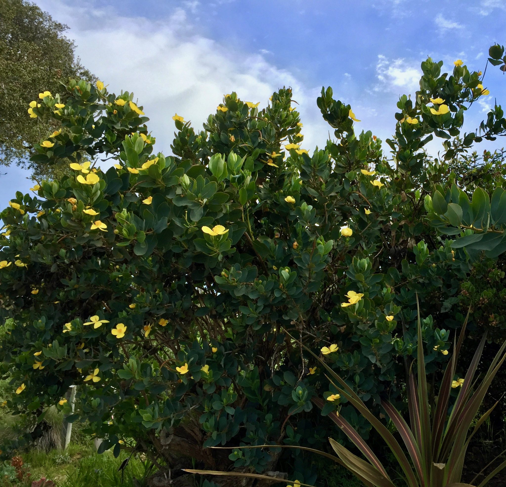 Controlling Erosion | Gardening Tips for the Santa Cruz Mountains