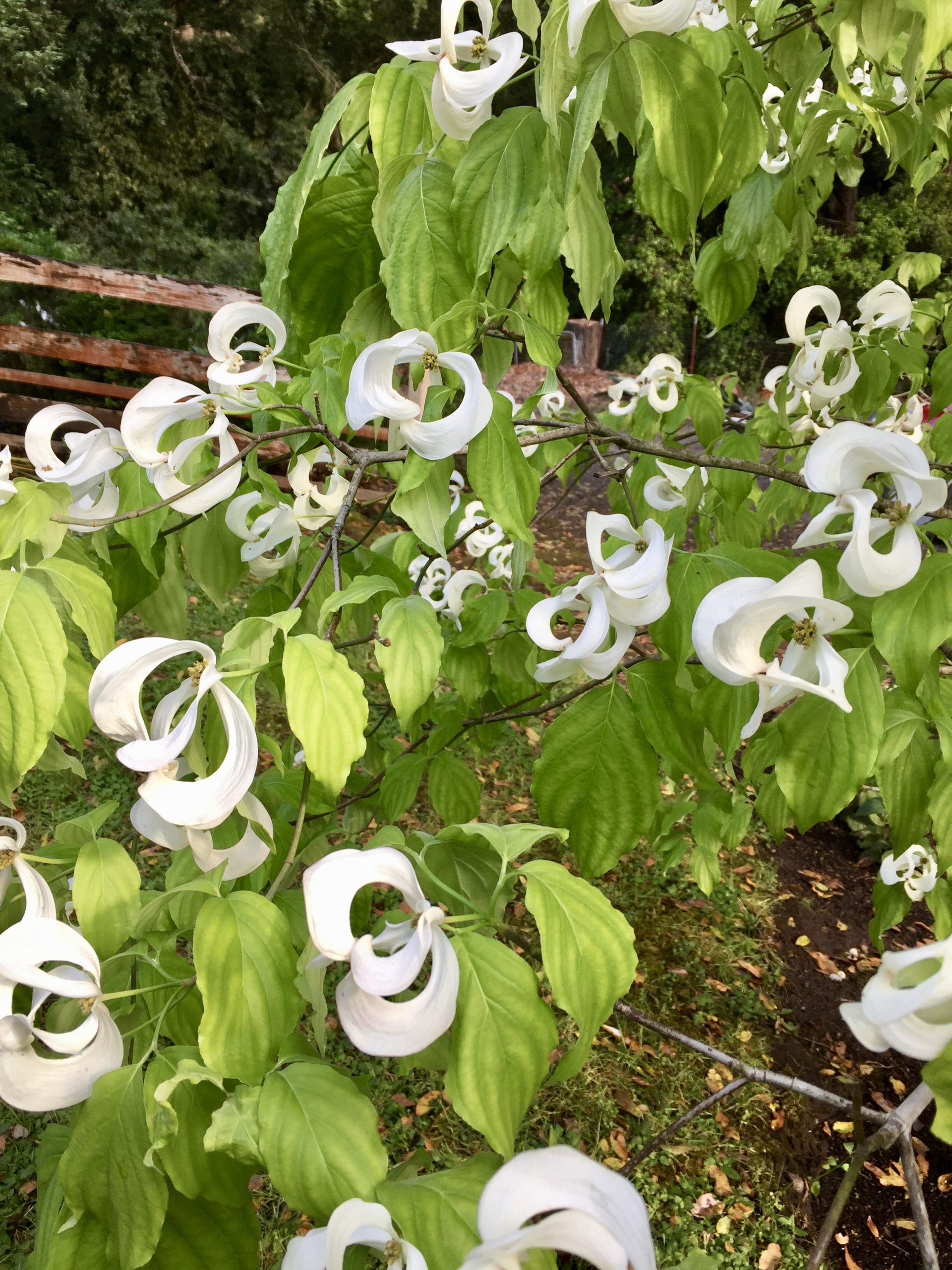 Growing Dogwoods | Gardening Tips for the Santa Cruz Mountains