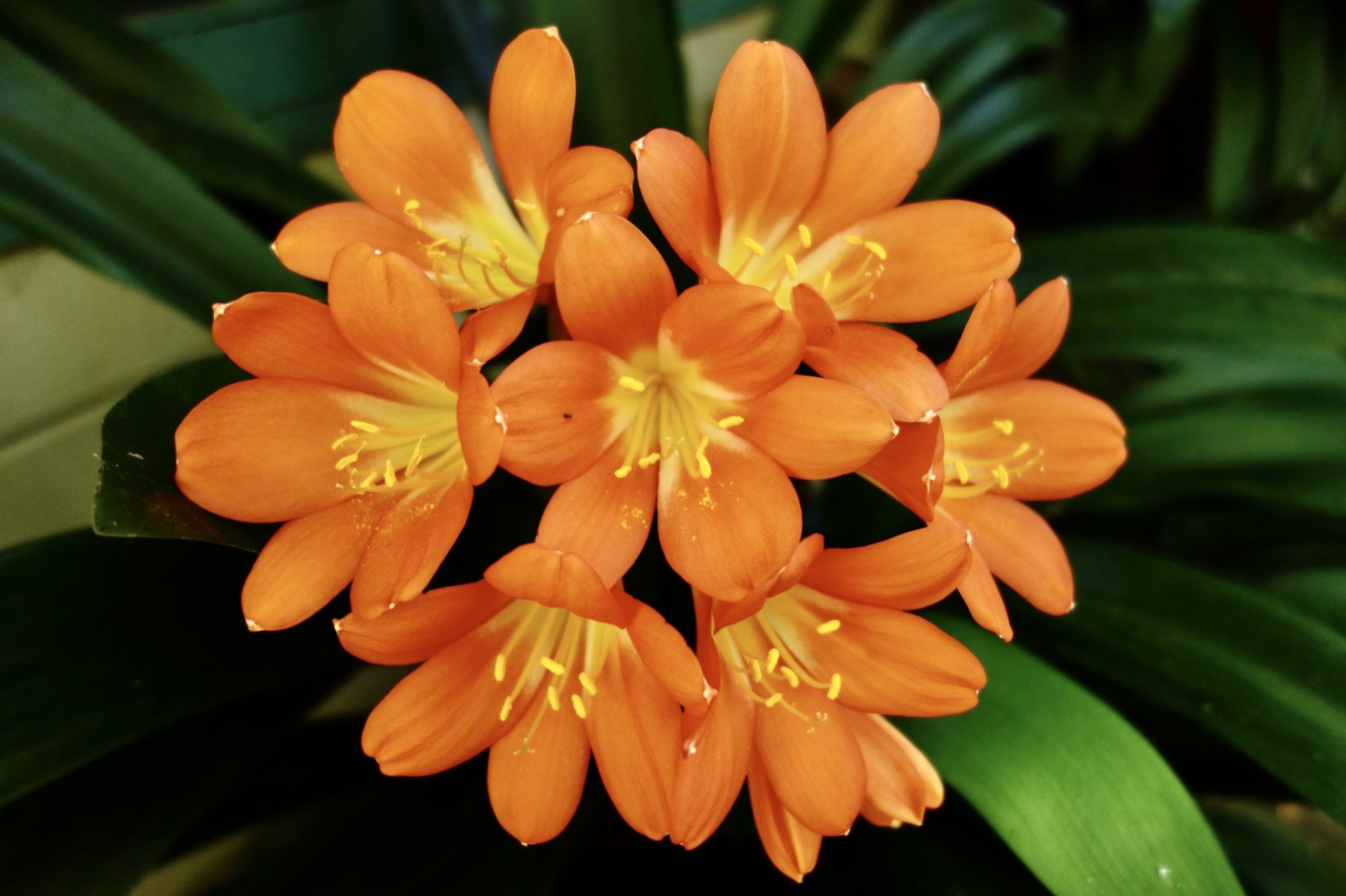 Gardening Tips for the Santa Cruz Mountains | The Mountain Gardener's ...