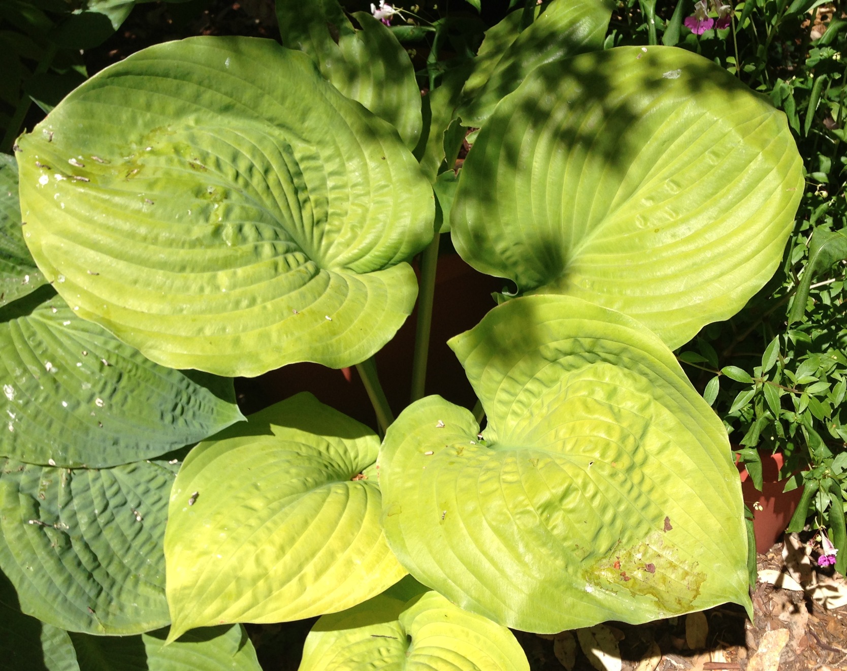 Gardening Tips for the Santa Cruz Mountains | The Mountain Gardener's ...