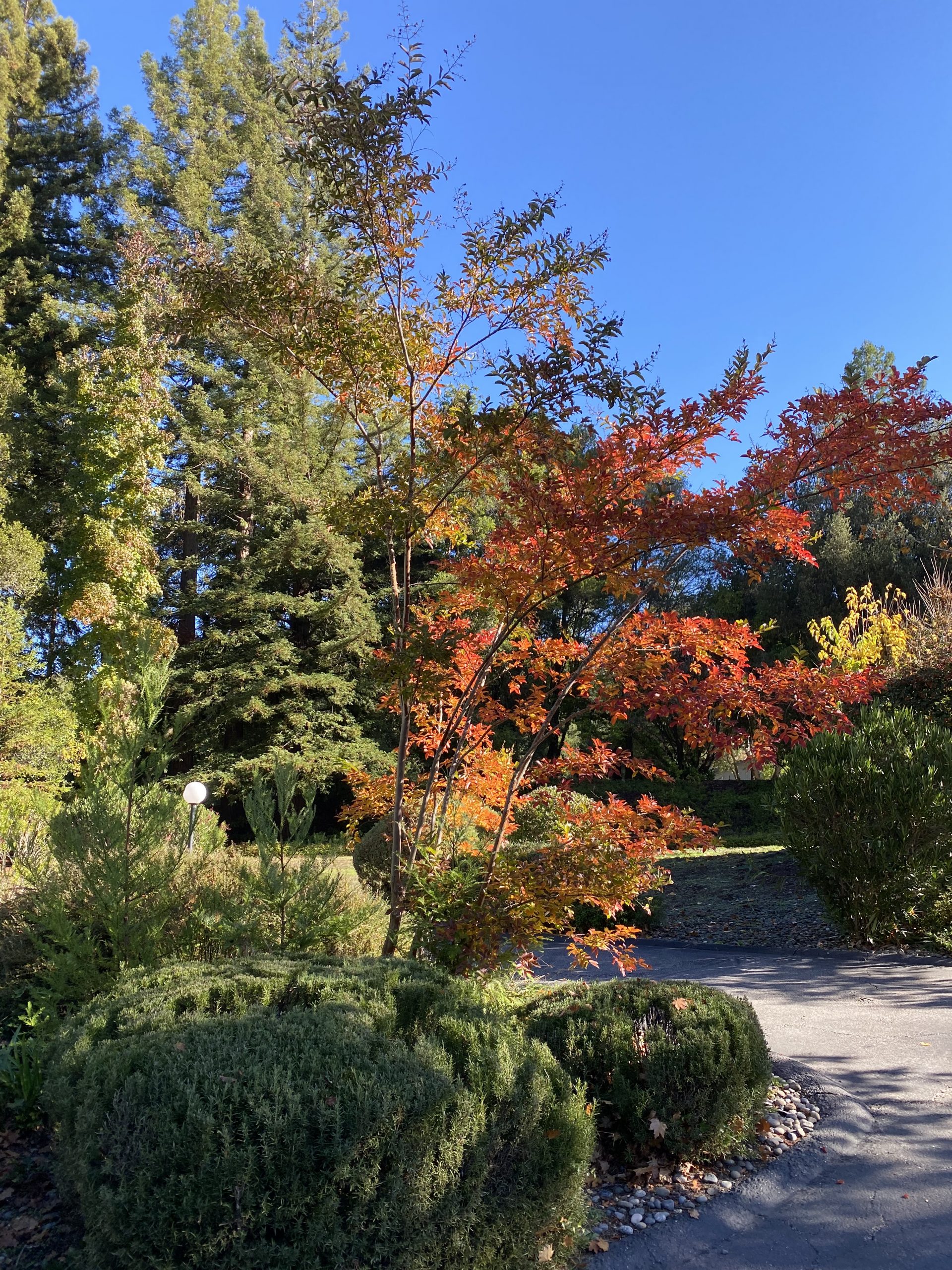 Gardening Tips for the Santa Cruz Mountains | The Mountain Gardener's ...