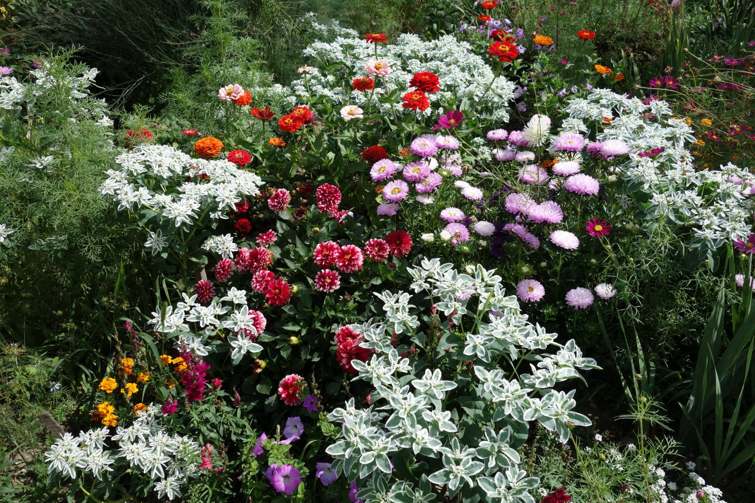 Gardening Tips for the Santa Cruz Mountains | The Mountain Gardener's ...