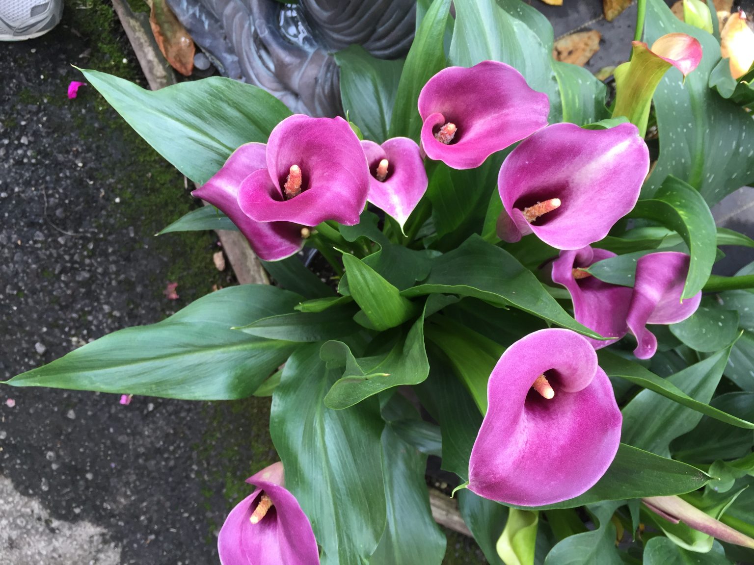 Design trends | Gardening Tips for the Santa Cruz Mountains