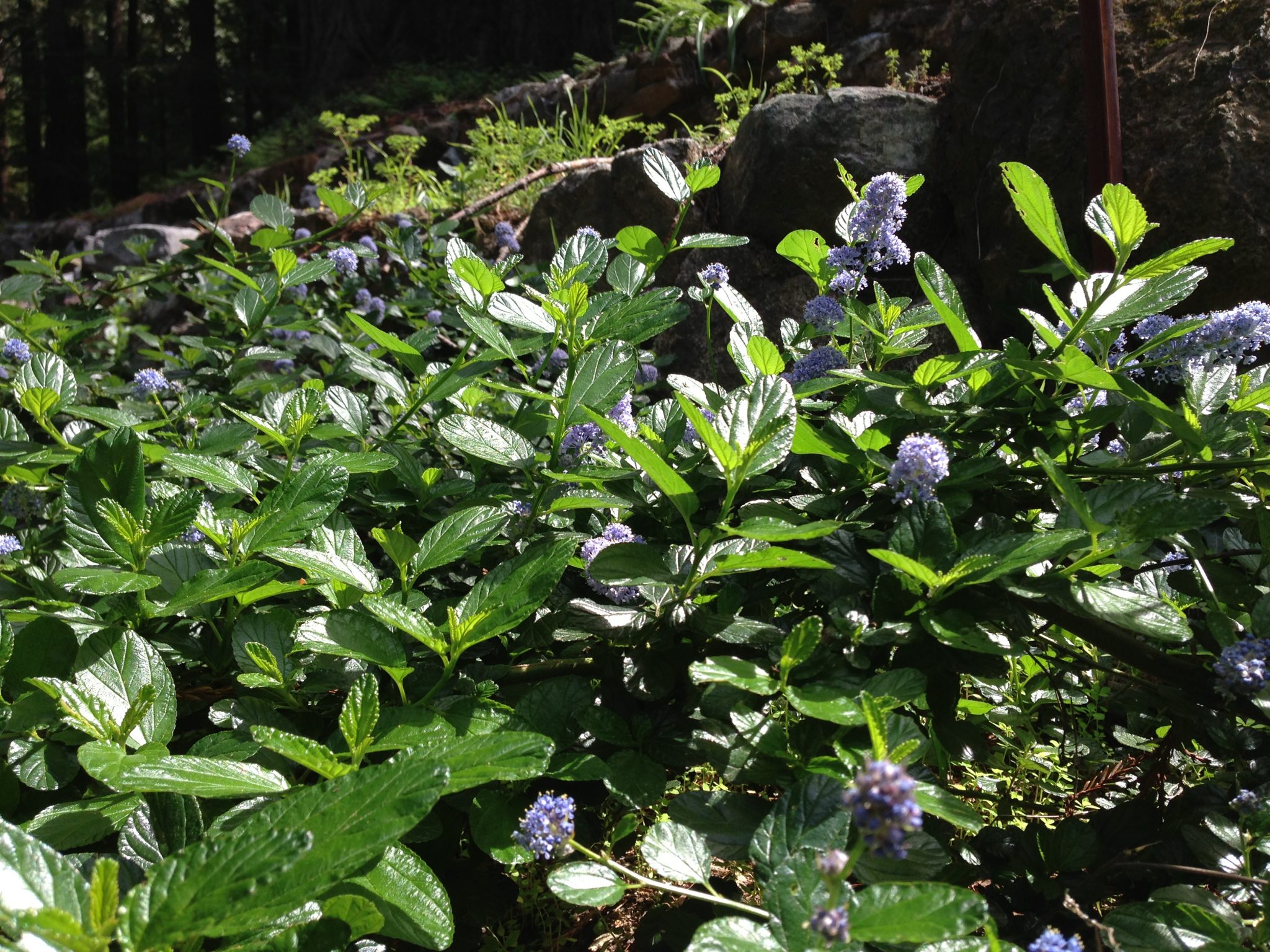 Design trends | Gardening Tips for the Santa Cruz Mountains