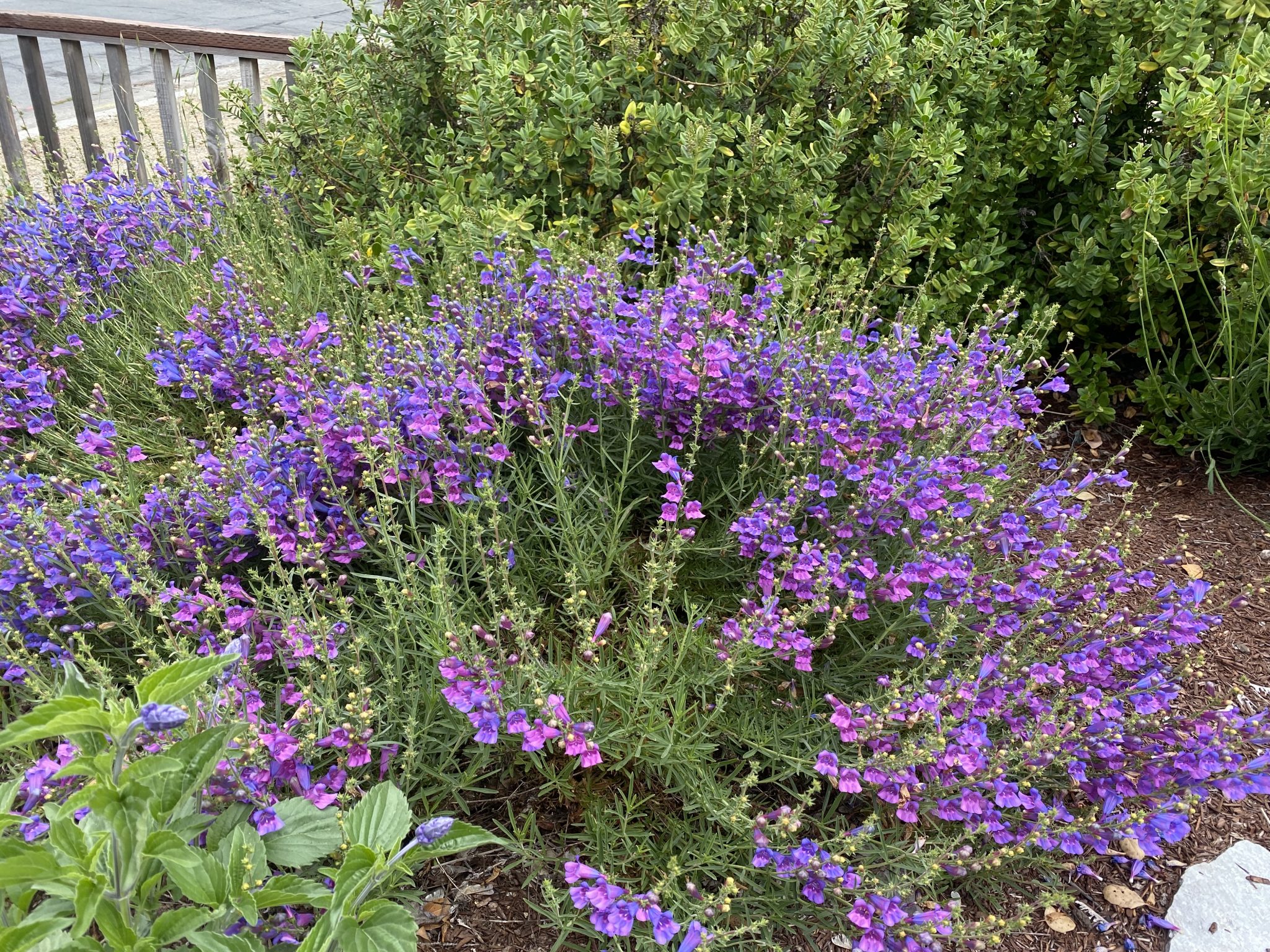 Gardening Tips for the Santa Cruz Mountains | The Mountain Gardener's ...